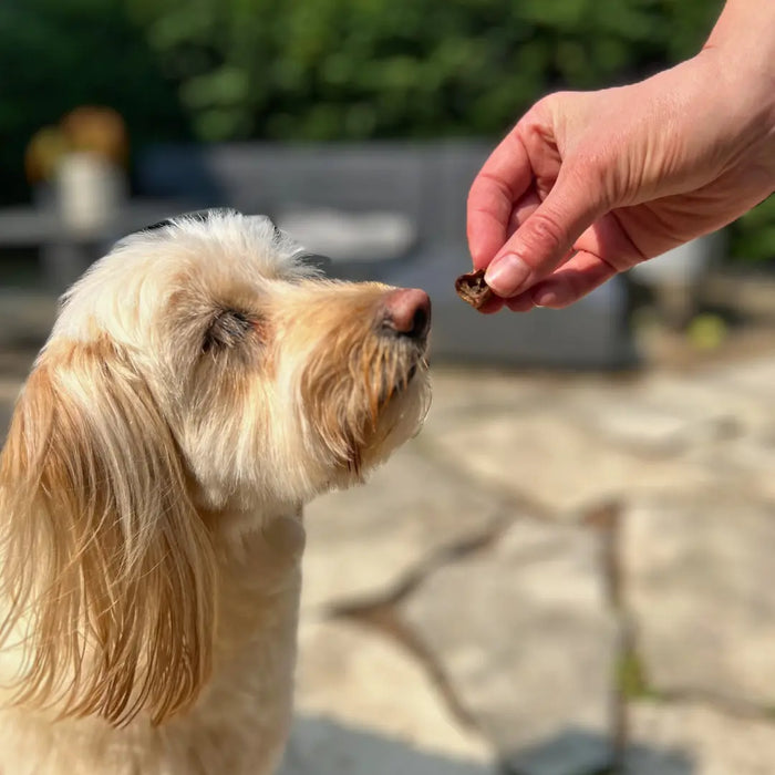 Homemade Dog Treats with Beef Liver & Berries | Dog Child - Dog Child