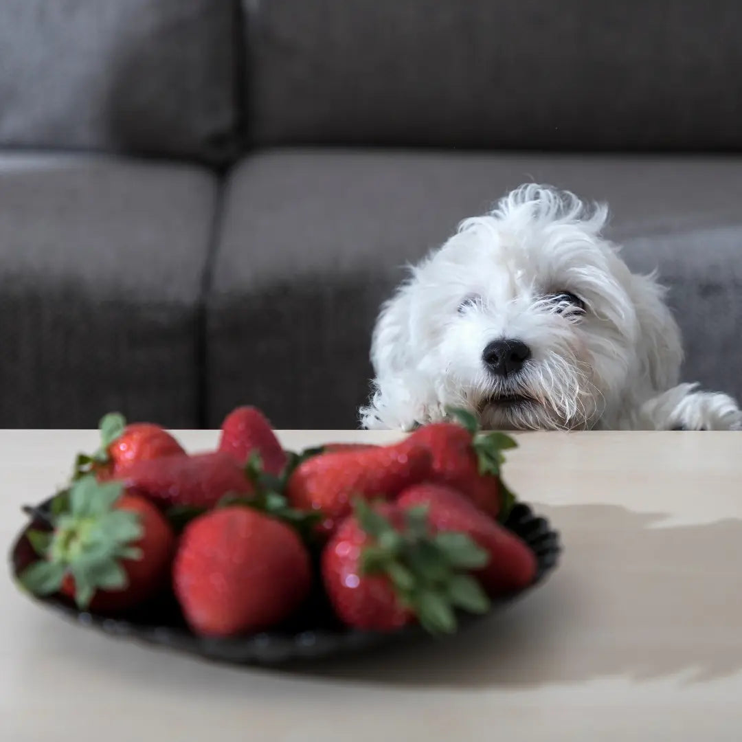 Which Berries are Good for Dogs? - Dog Child - Dog Child