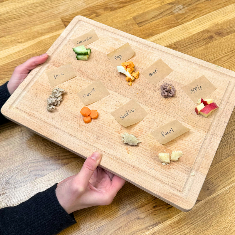 How to Do a Food Preference Test for Your Dog - Dog Child