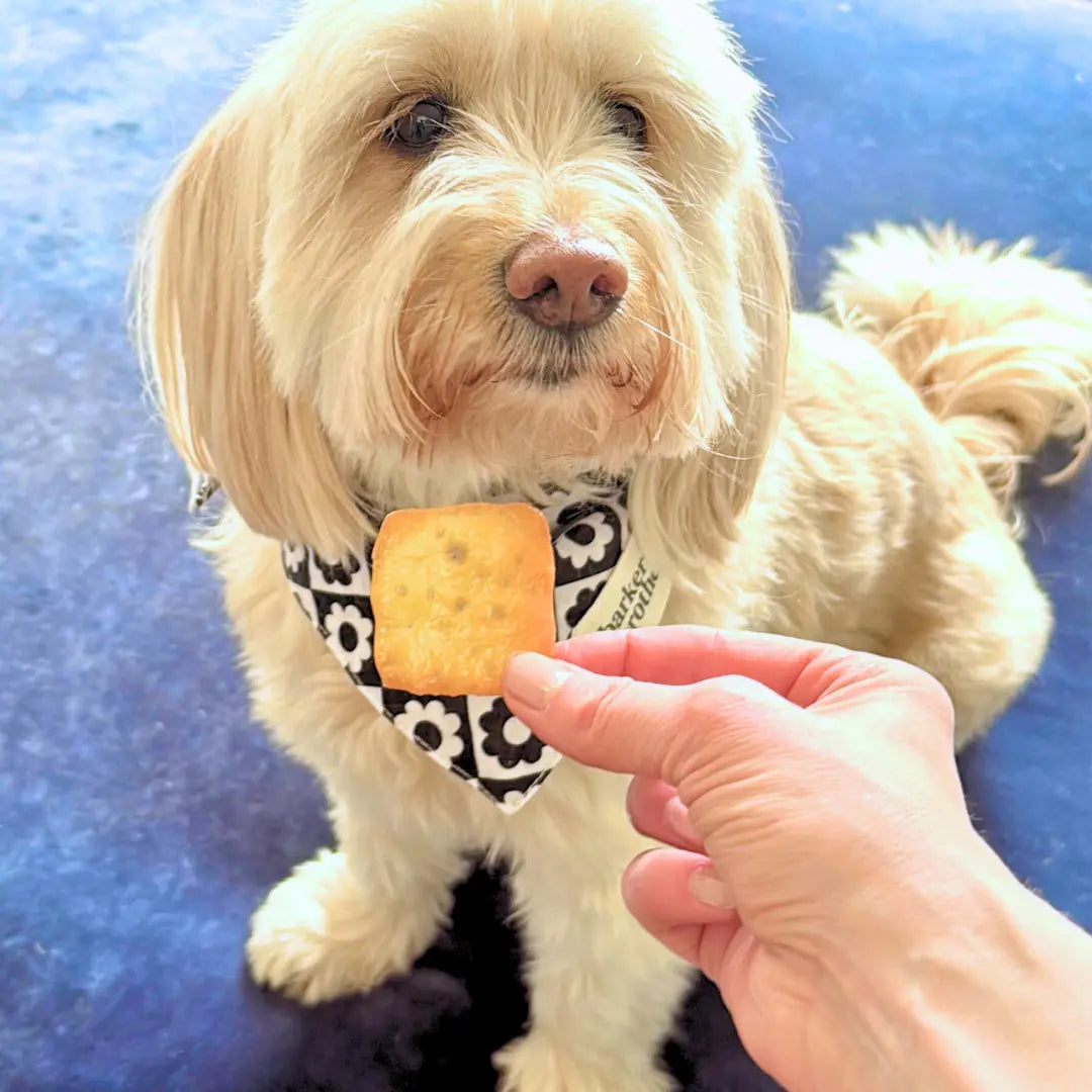 Cheese Crisps for Dogs - One Ingredient Crunchy Cheese Treats - Dog Child