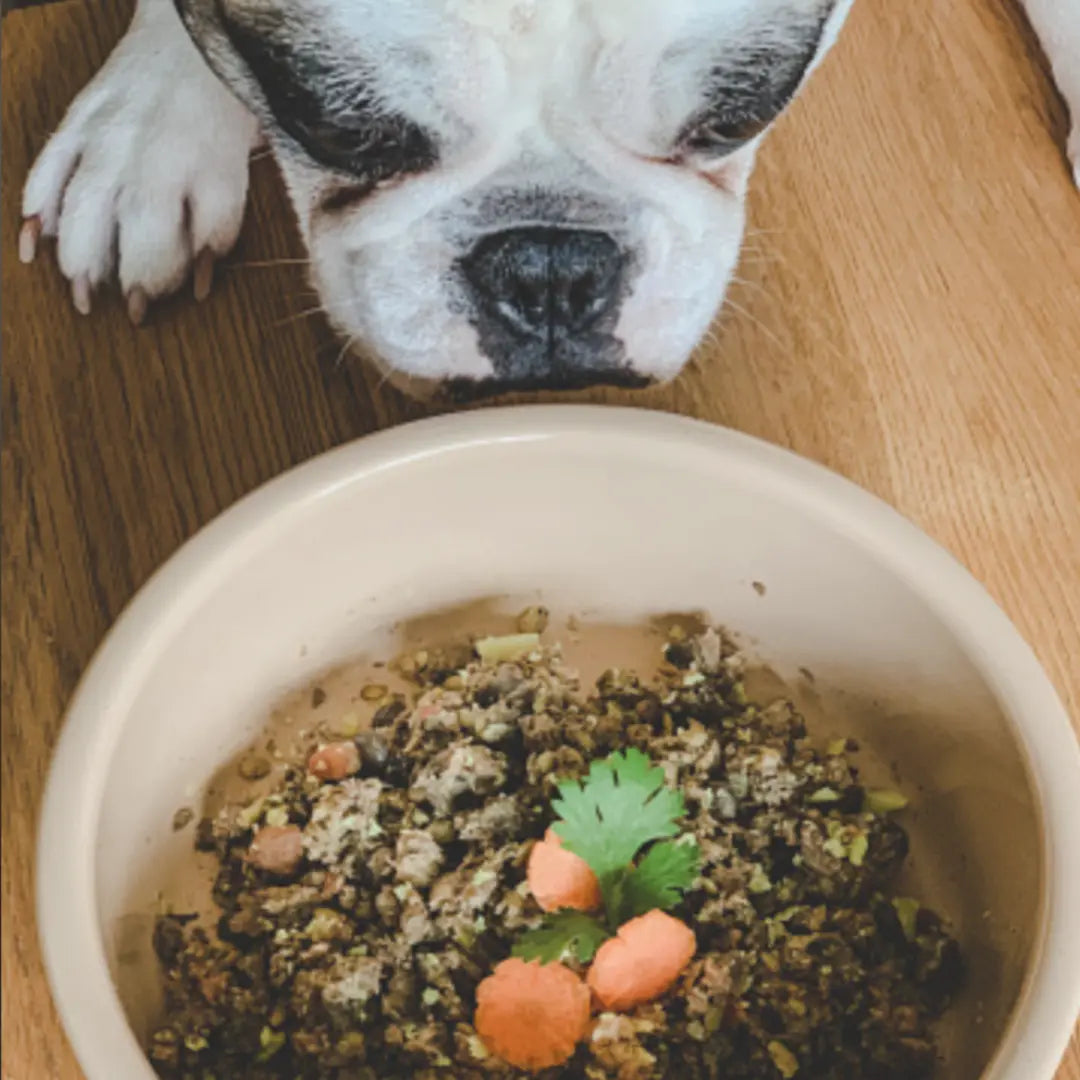 Beans Dogs Can Eat - Dog Child - Dog Child