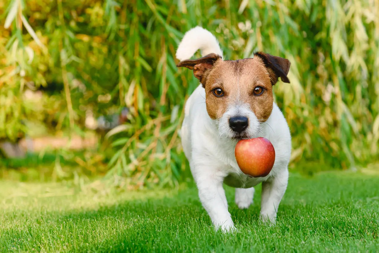 4 Homemade Apple Recipes for Your Dog this Fall - Dog Child